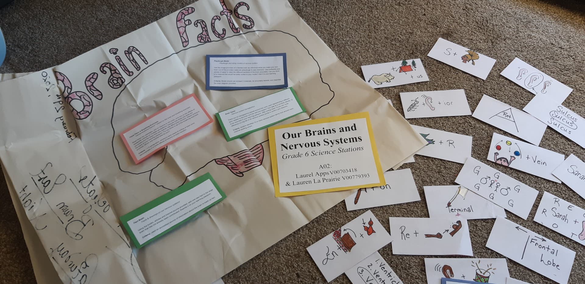 Learning Centres on Human Nervous System for grade 6 – Elementary Ed ...